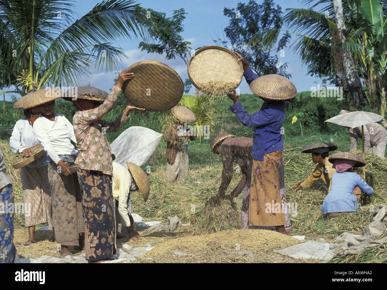 Asia, Indonesia, Bali. Workers in rice paddies Stock Photo - Alamy