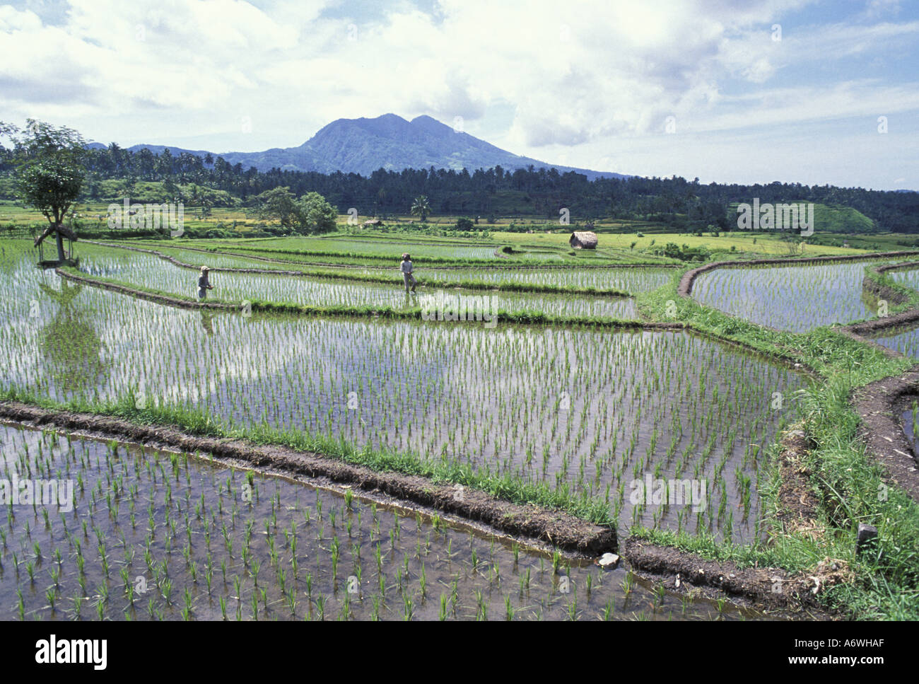 Asia, Indonesia, Bali. Rice paddies Stock Photo - Alamy