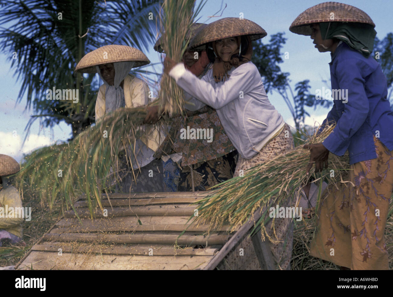 Asia, Indonesia, Bali. Workers in rice paddies Stock Photo - Alamy