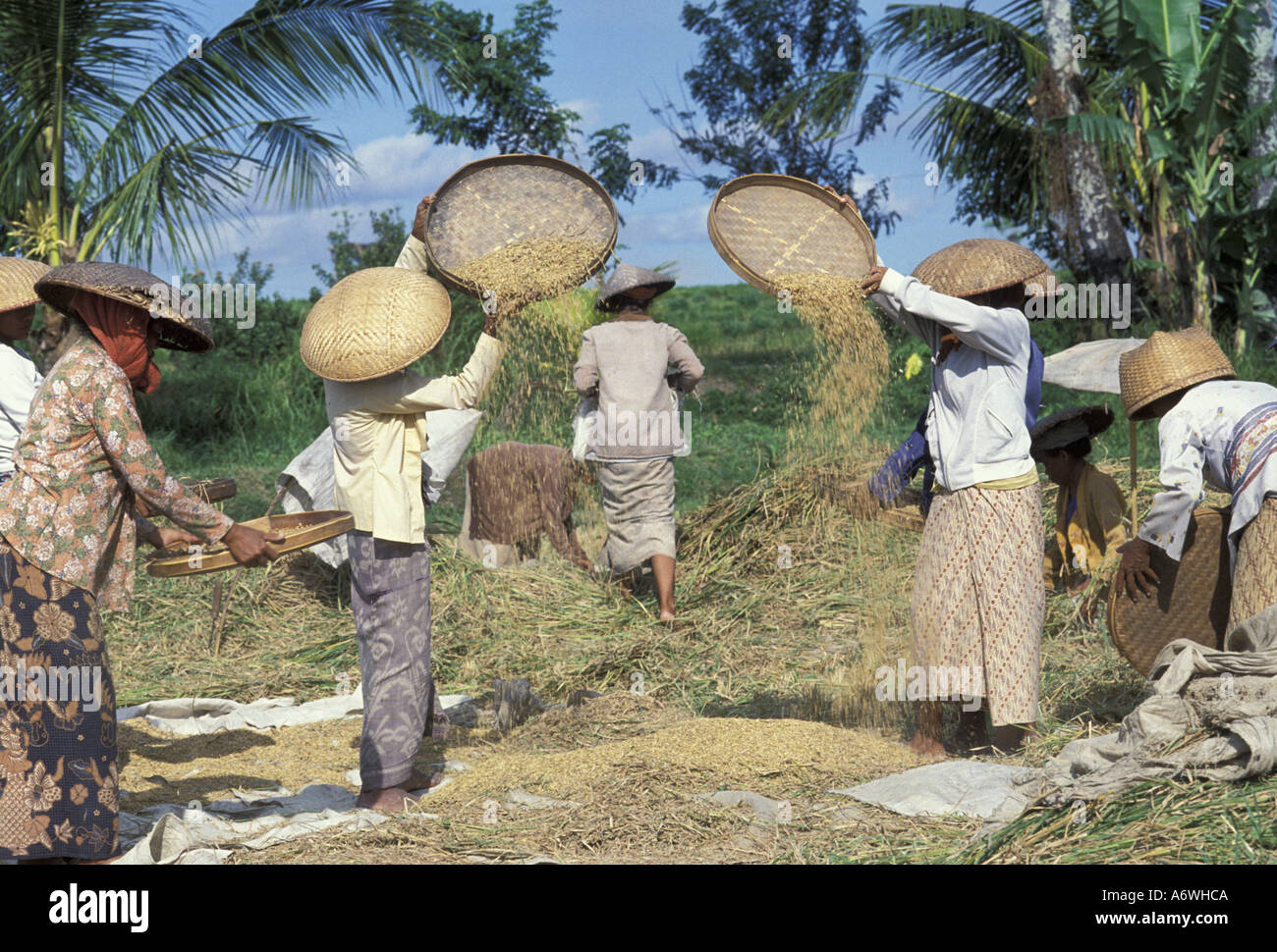 Asia, Indonesia, Bali. Workers in rice paddies Stock Photo - Alamy