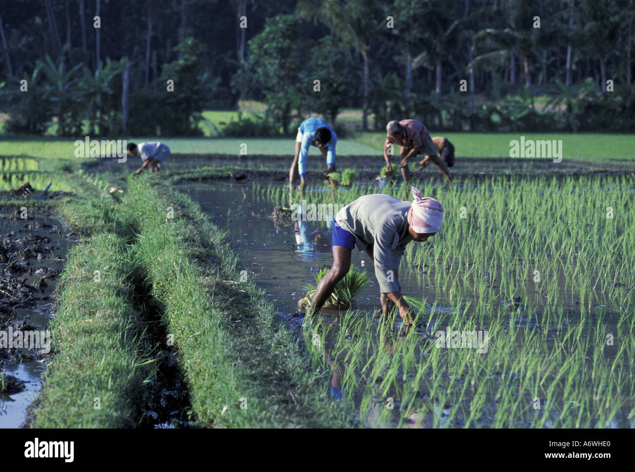Asia, Indonesia, Bali. Workers in rice paddies Stock Photo - Alamy