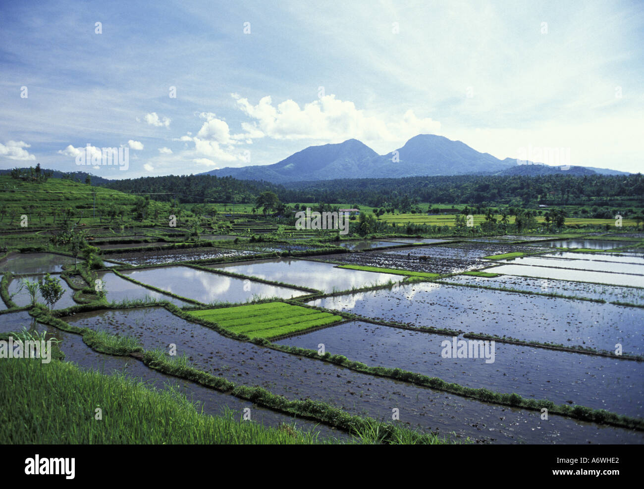 Asia, Indonesia, Bali. Rice paddies Stock Photo - Alamy