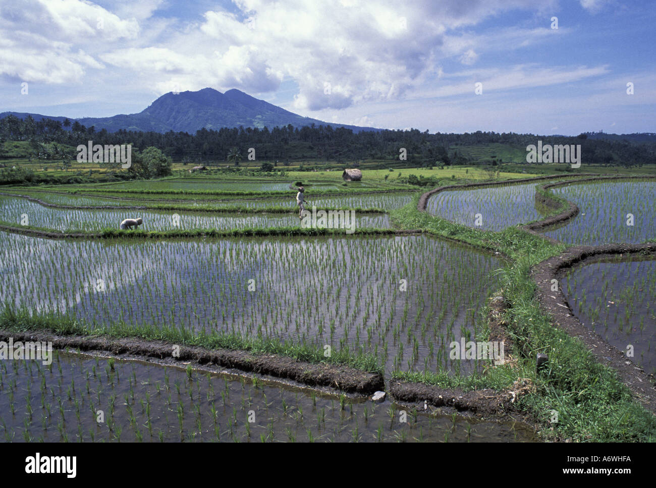 Asia, Indonesia, Bali. Workers in rice paddies Stock Photo - Alamy