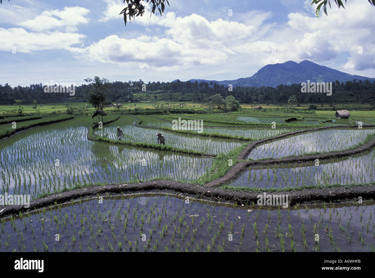 Asia, Indonesia, Bali. Workers in rice paddies Stock Photo - Alamy