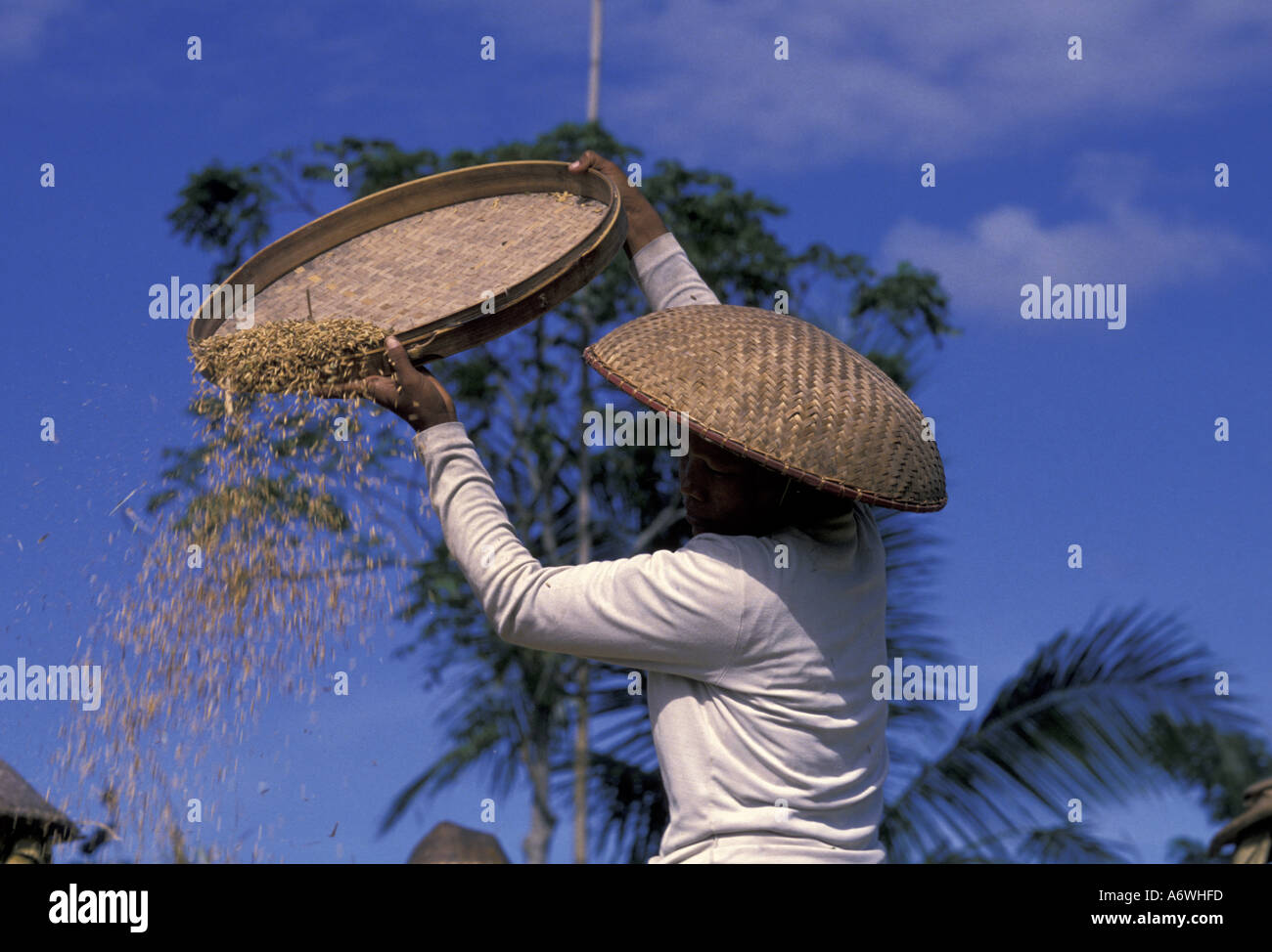 Asia, Indonesia, Bali. Workers in rice paddies Stock Photo - Alamy