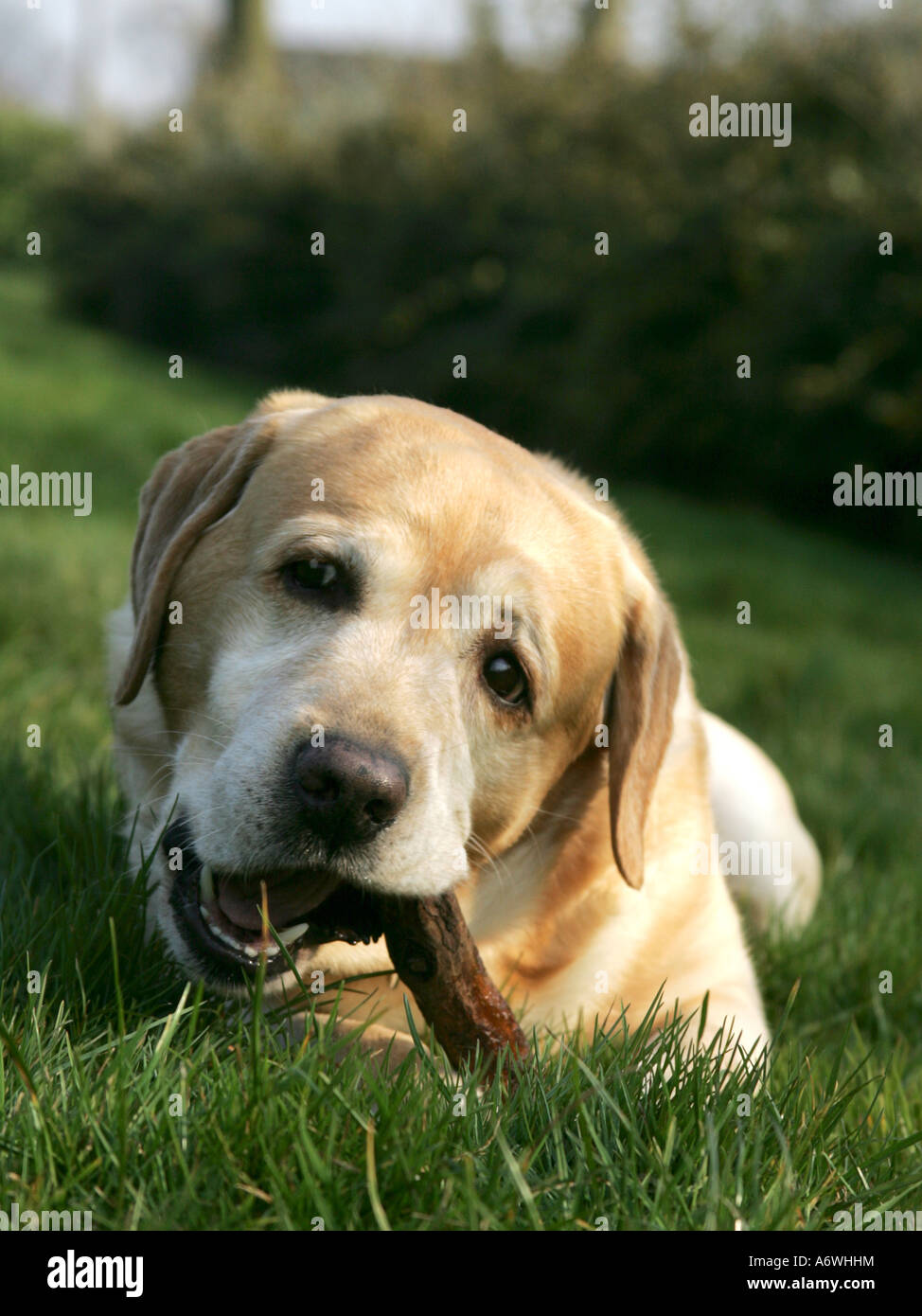 A golden labrador chewing on a stick Stock Photo - Alamy
