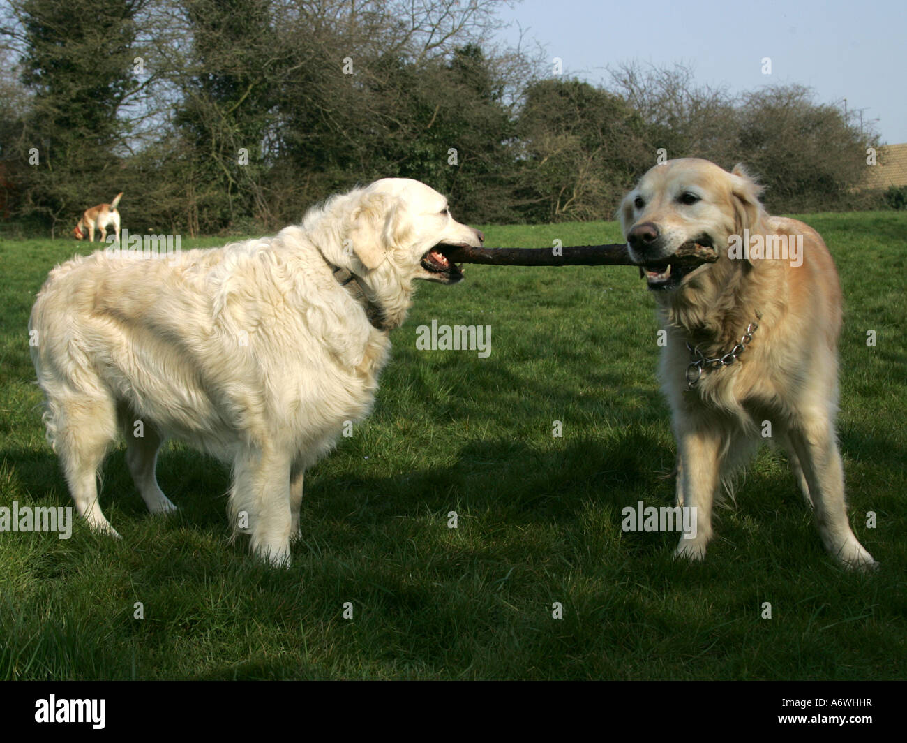 Wrong end of stick hi-res stock photography and images - Alamy