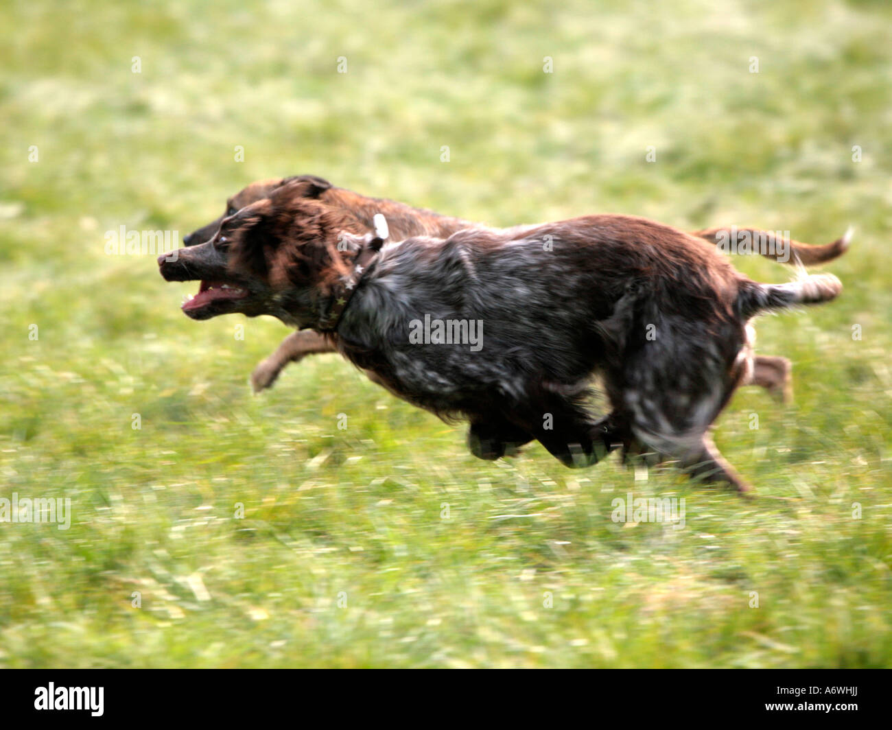 Two dogs having a race in a field Stock Photo - Alamy