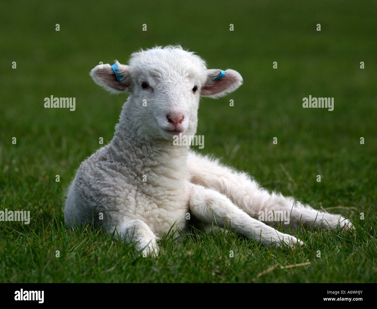 A small white lamb sitting in a field Stock Photo - Alamy