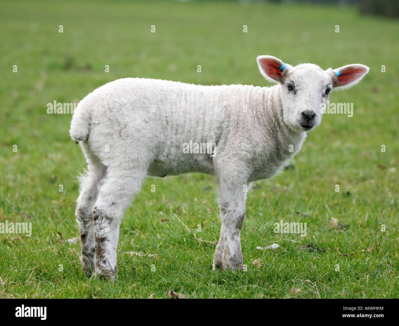 A small lamb in a field Stock Photo - Alamy