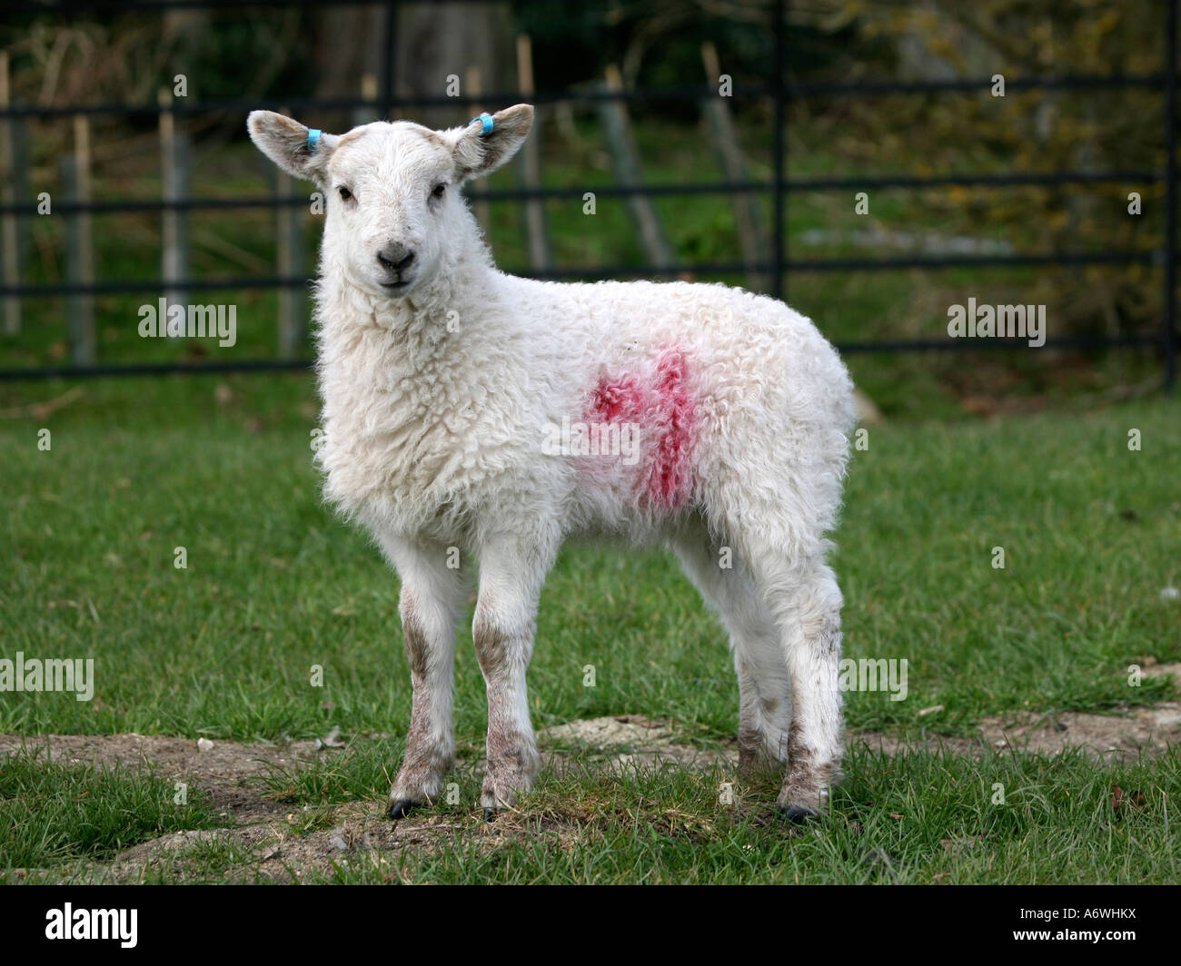 A small lamb in a field Stock Photo - Alamy