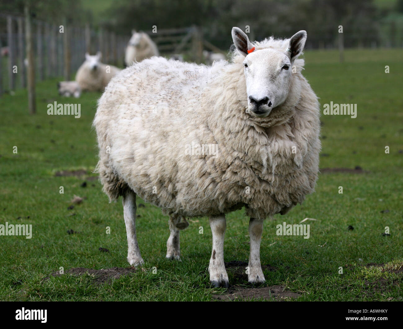 A large woolly sheep in a green field Stock Photo - Alamy