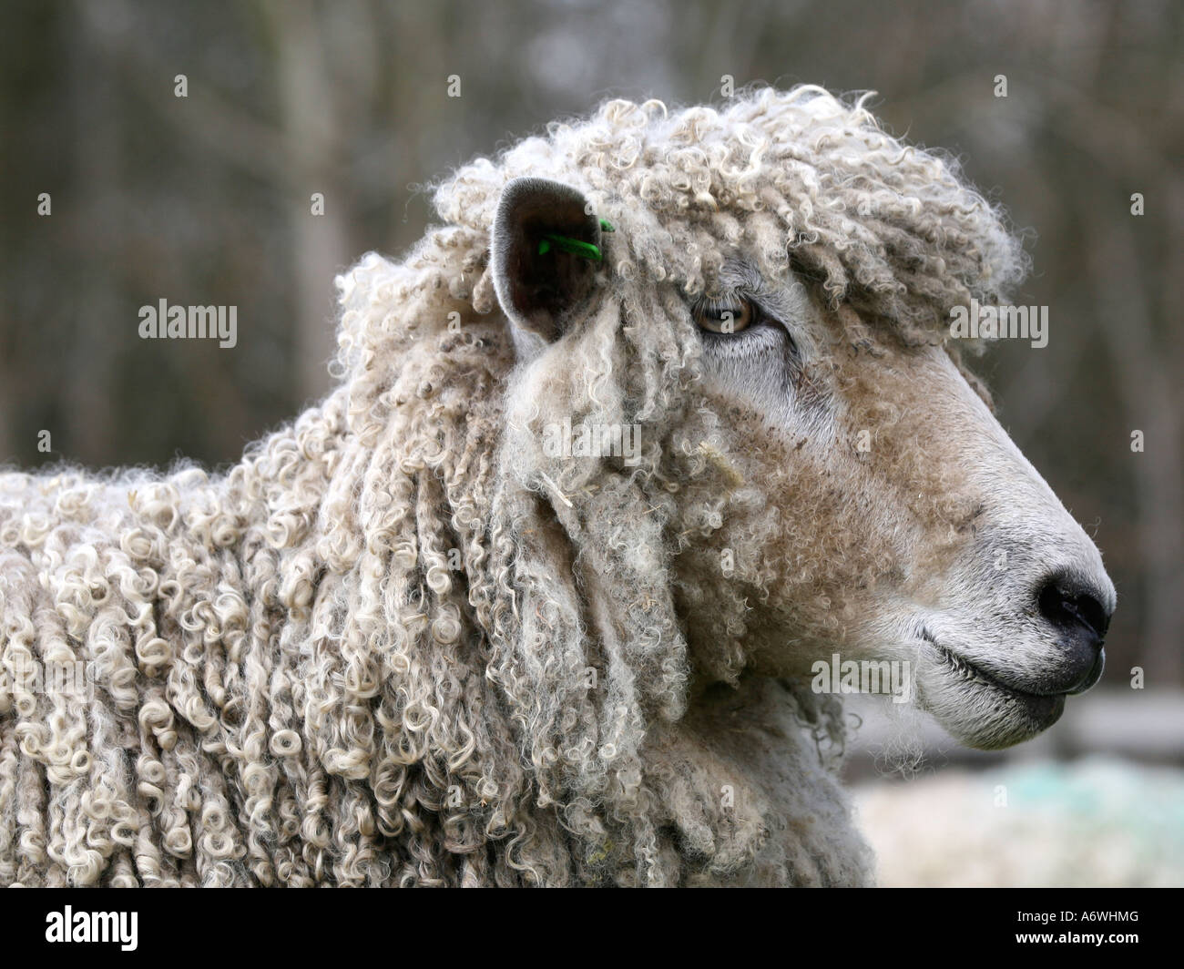 Longwool High Resolution Stock Photography and Images - Alamy