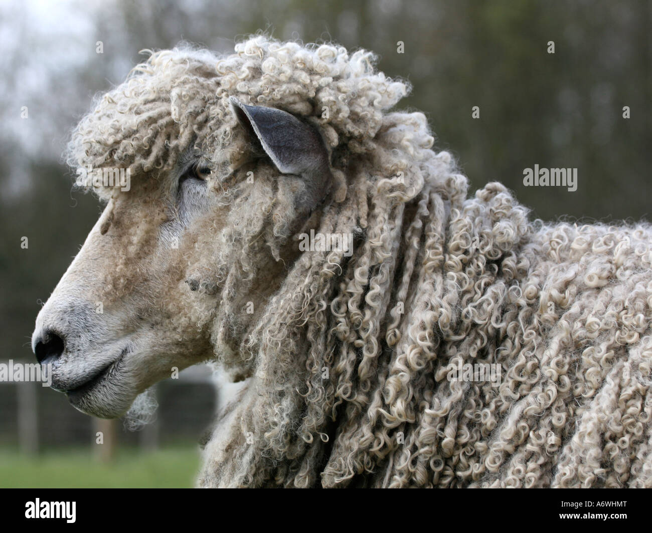A profile of a leicester longwool sheep Stock Photo - Alamy