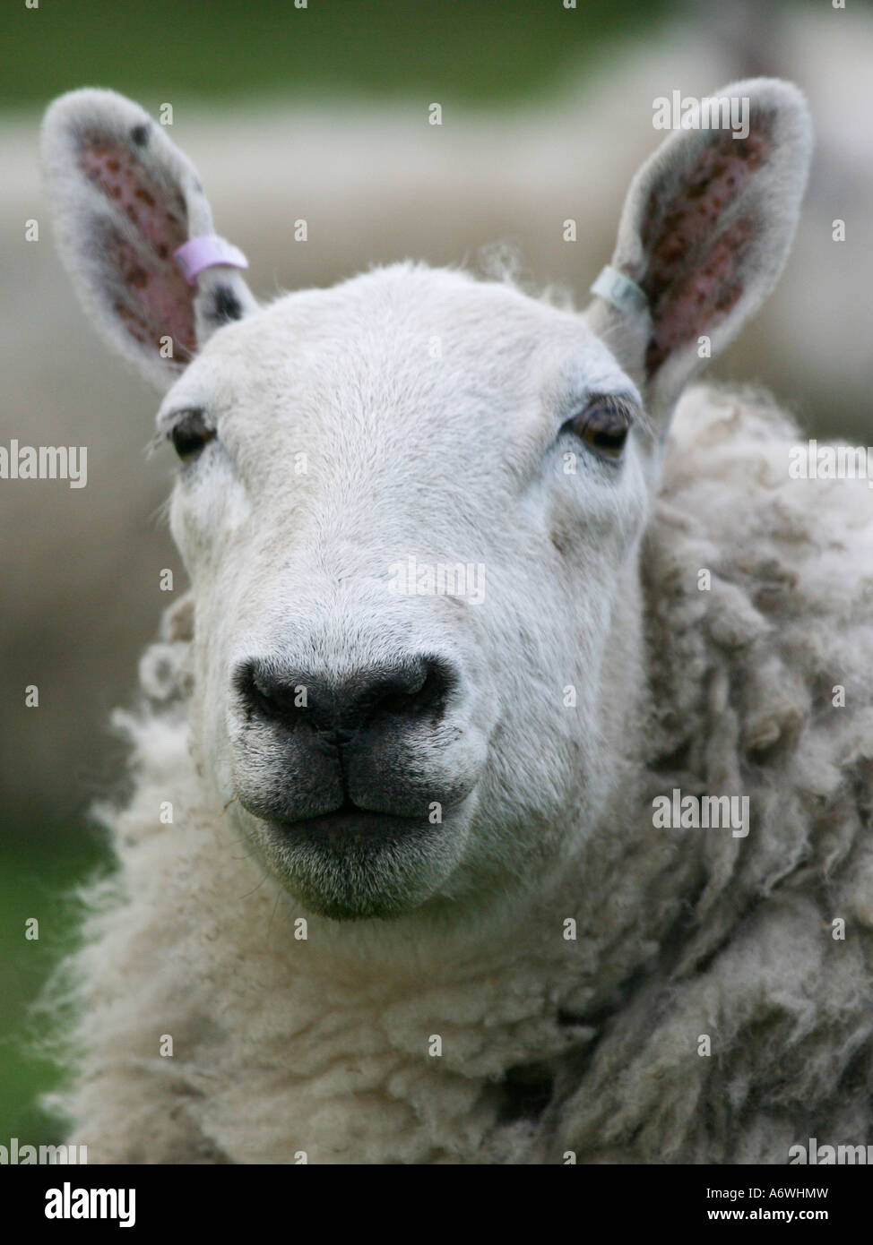 A portrait of a white sheep Stock Photo - Alamy