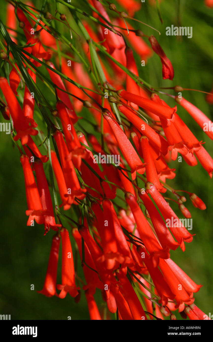 Types Of Trumpet Flowers at Jake Spragg blog