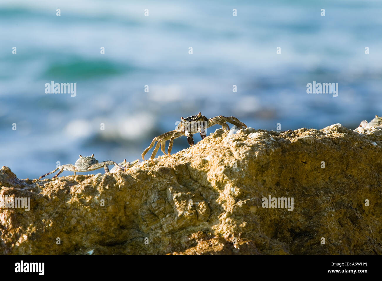 crabs on rock Stock Photo - Alamy