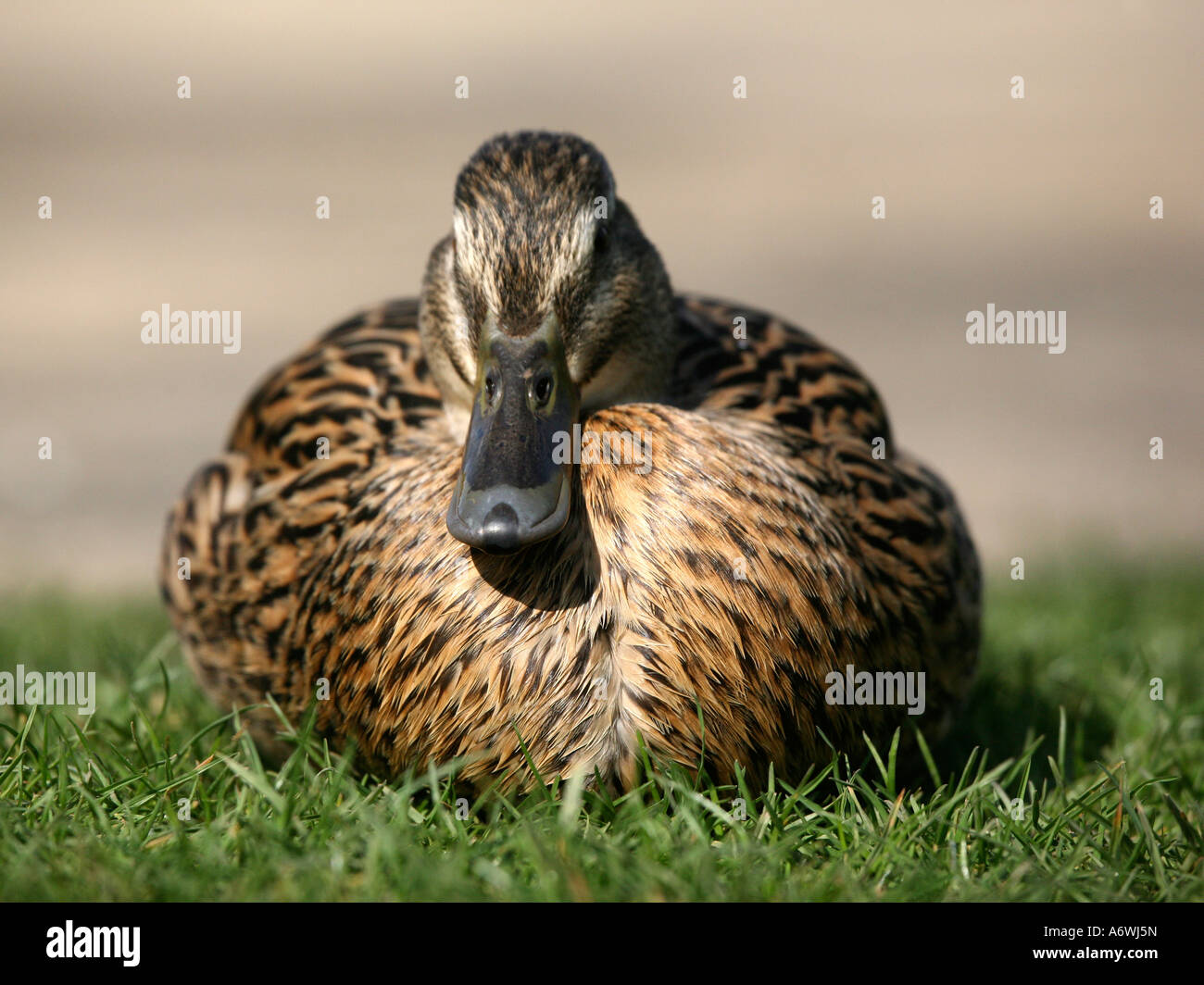 Contented duck hi-res stock photography and images - Alamy