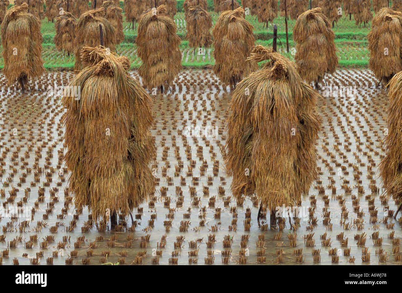 Asia, Japan, rice harvest Stock Photo - Alamy