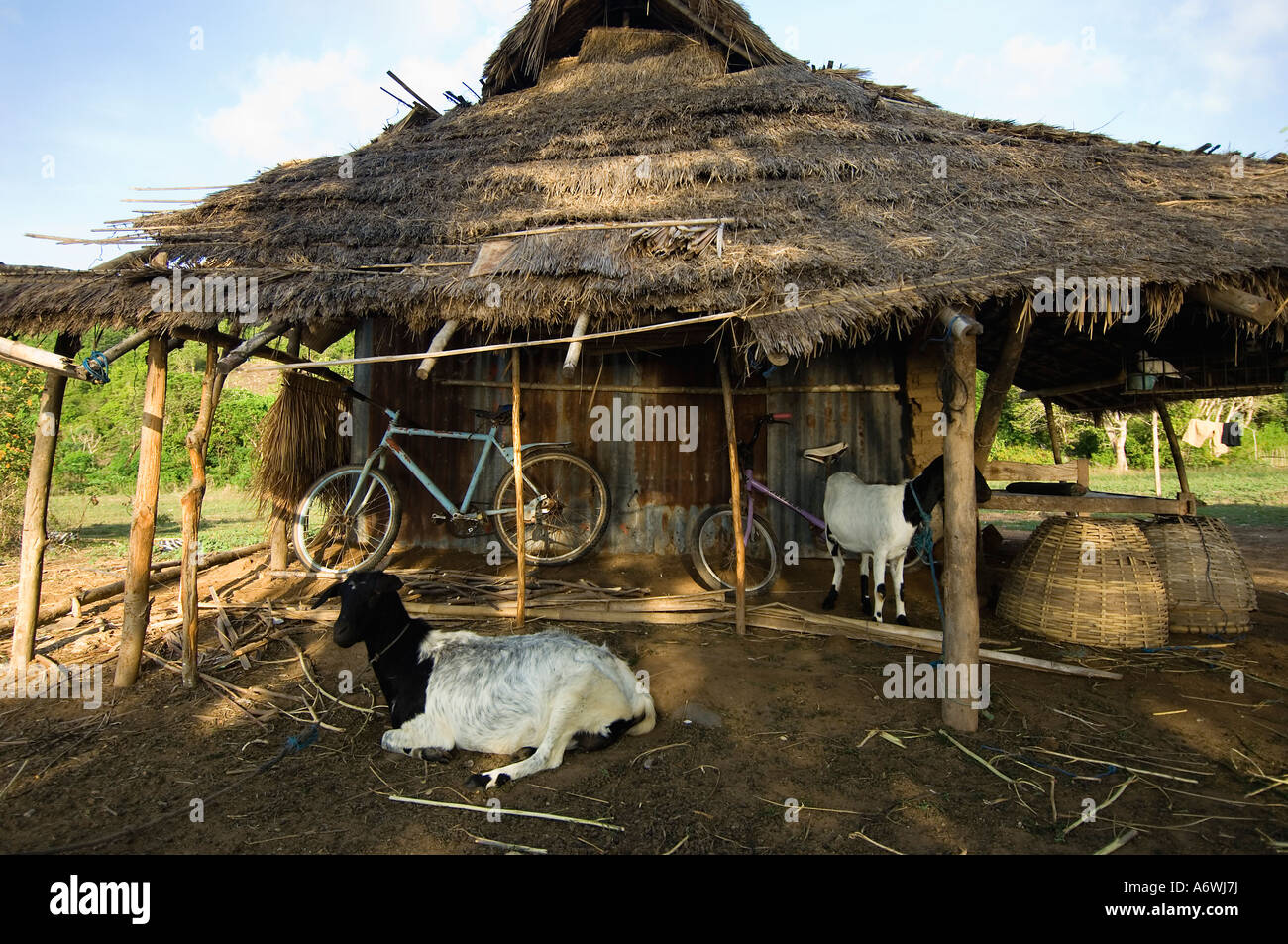 sheep in front of traditional village house Stock Photo - Alamy