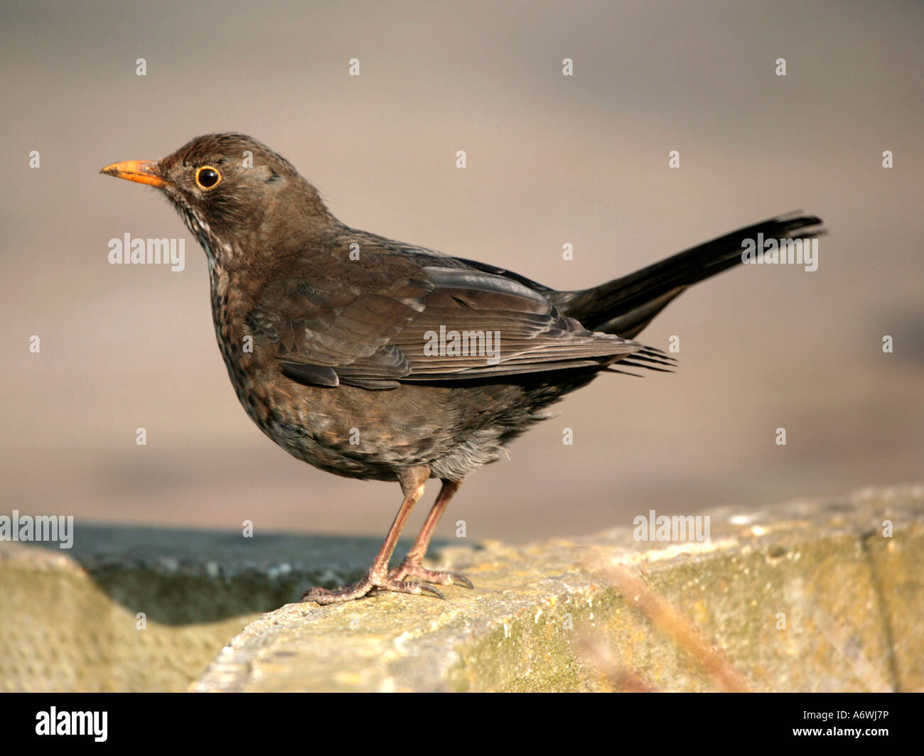 A female blackbird listening Stock Photo - Alamy