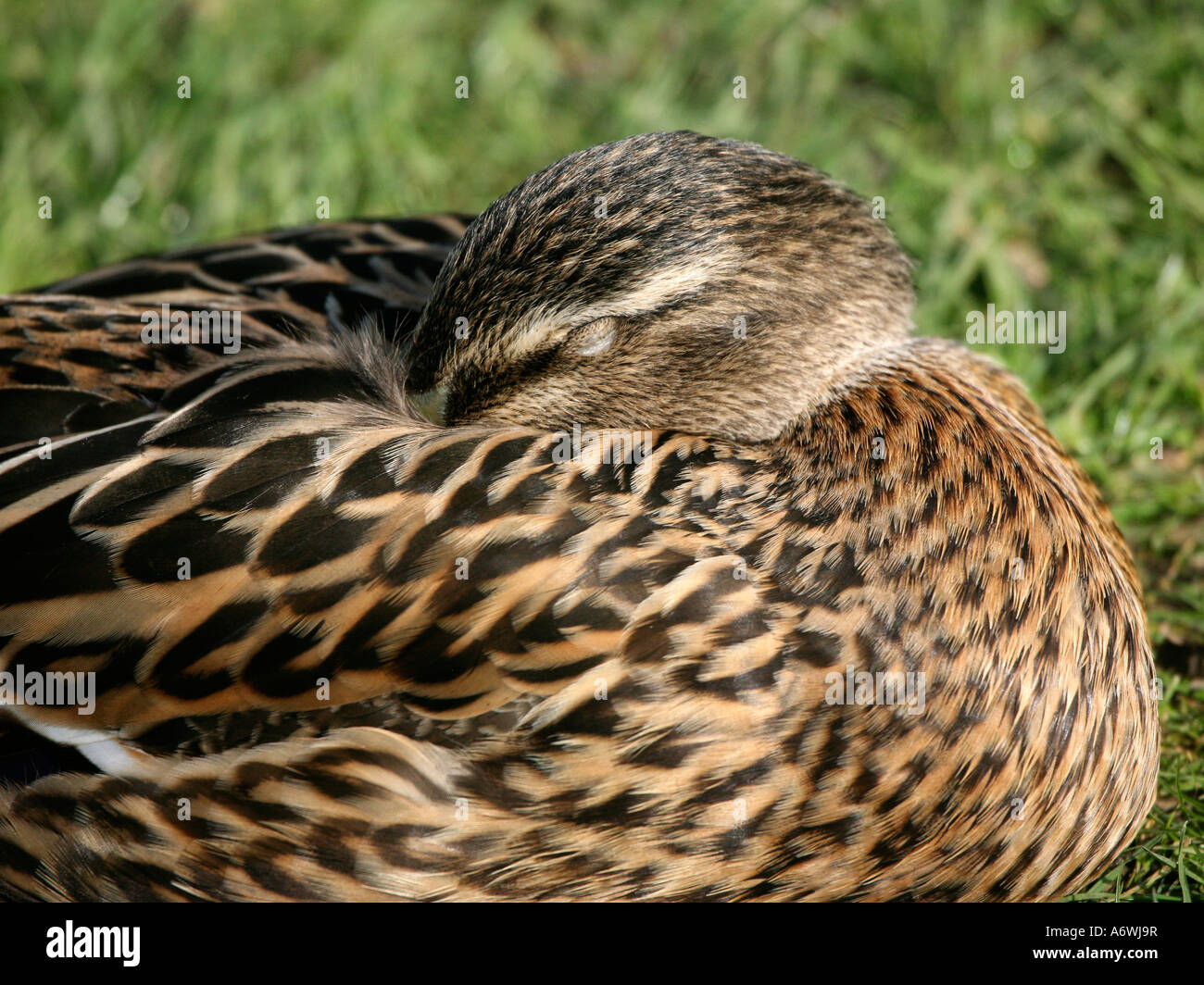 A sleeping female mallard Stock Photo - Alamy