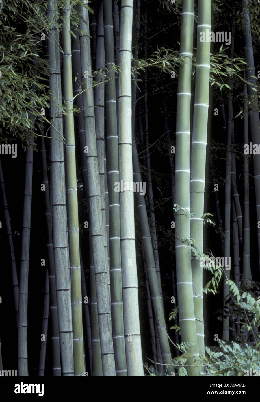 Asia, Japan, Kyoto, Bamboo forest Stock Photo - Alamy
