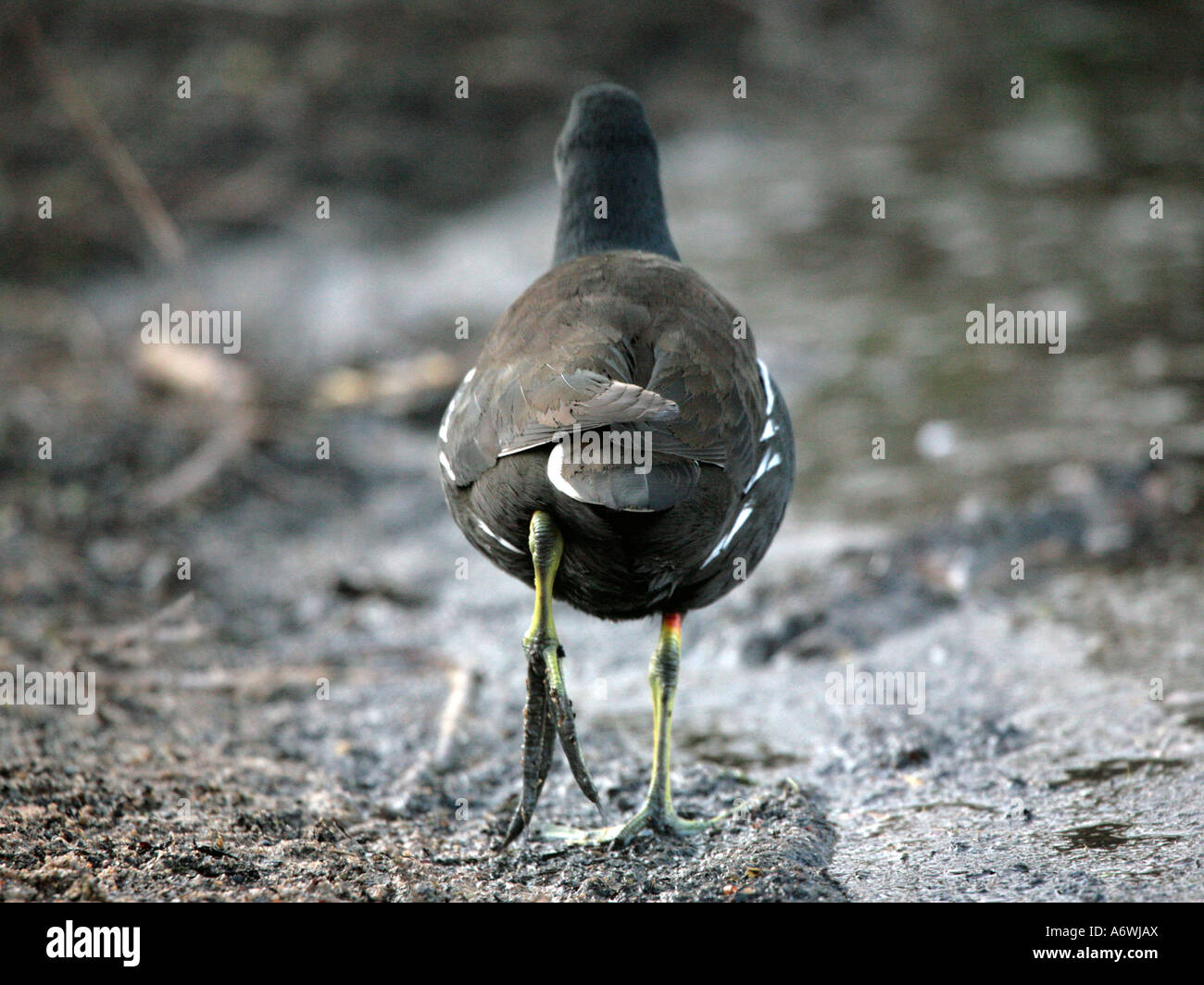 The feet of a moor hen shown while it's walking Stock Photo - Alamy