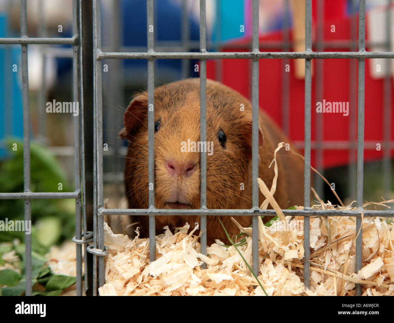 A guinea pig in a cage Stock Photo - Alamy