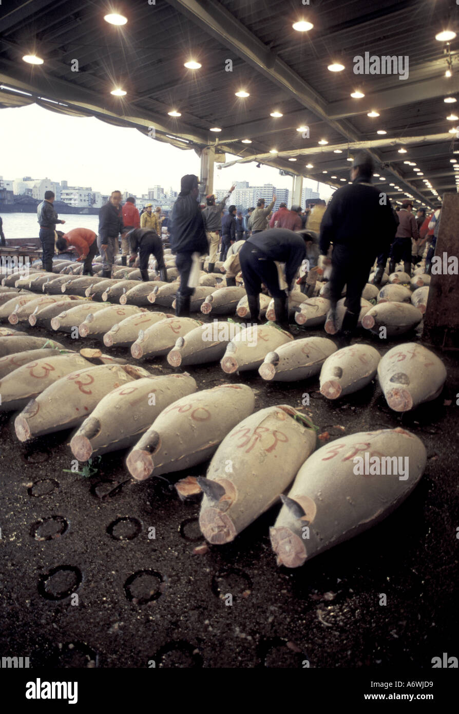 Asia, Japan, Tokyo, Frozen tuna for auction, Tsukiji Fish Market Stock ...