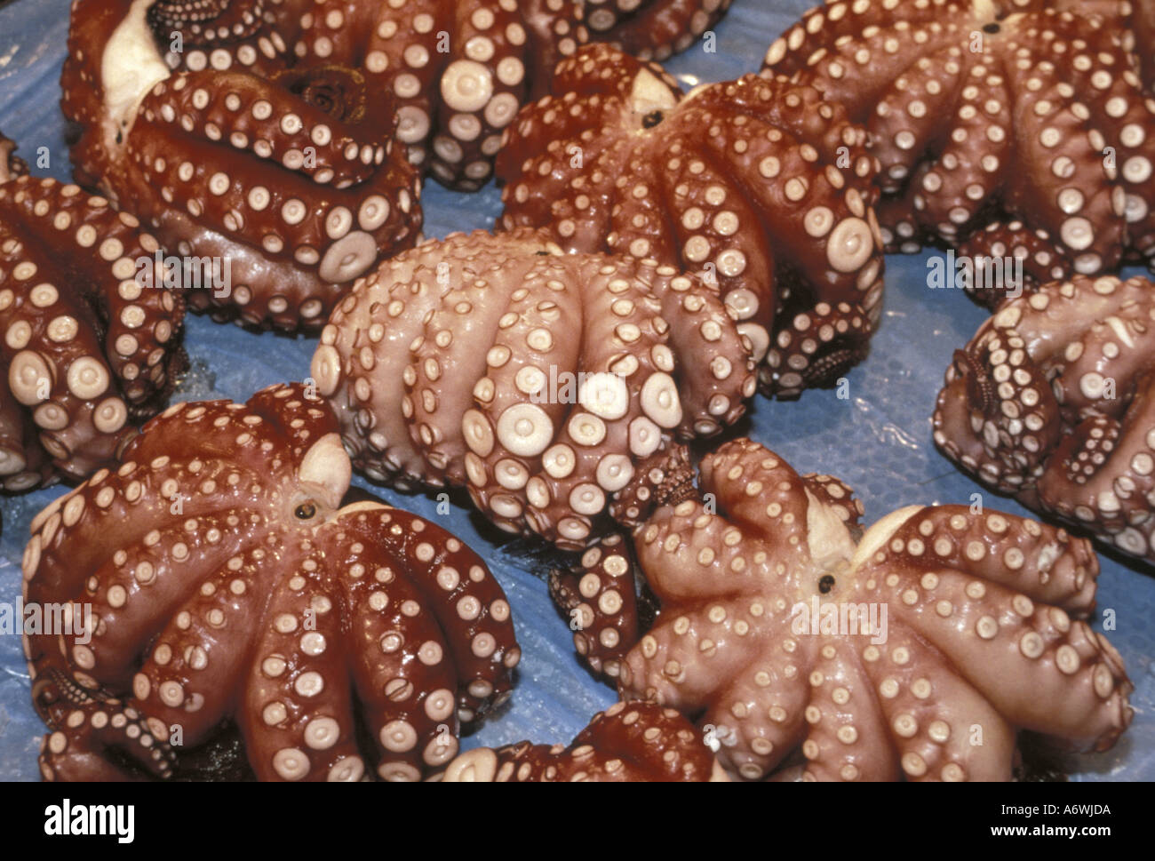 Asia, Japan, Tokyo, Selection of octopus, Tsukiji Fish Market Stock ...