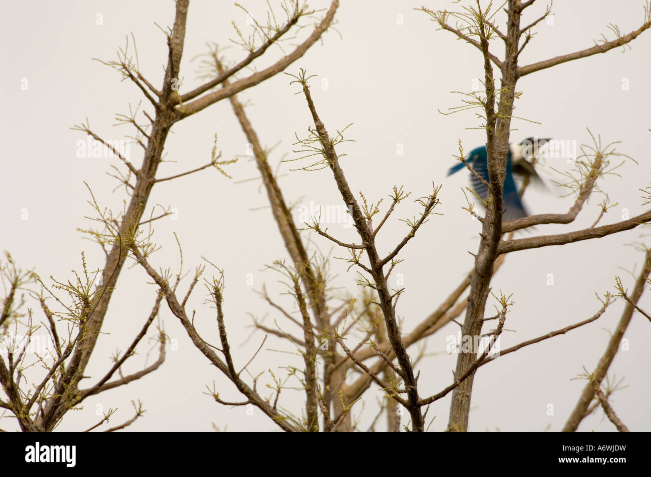 bird flying between tree branches Stock Photo - Alamy