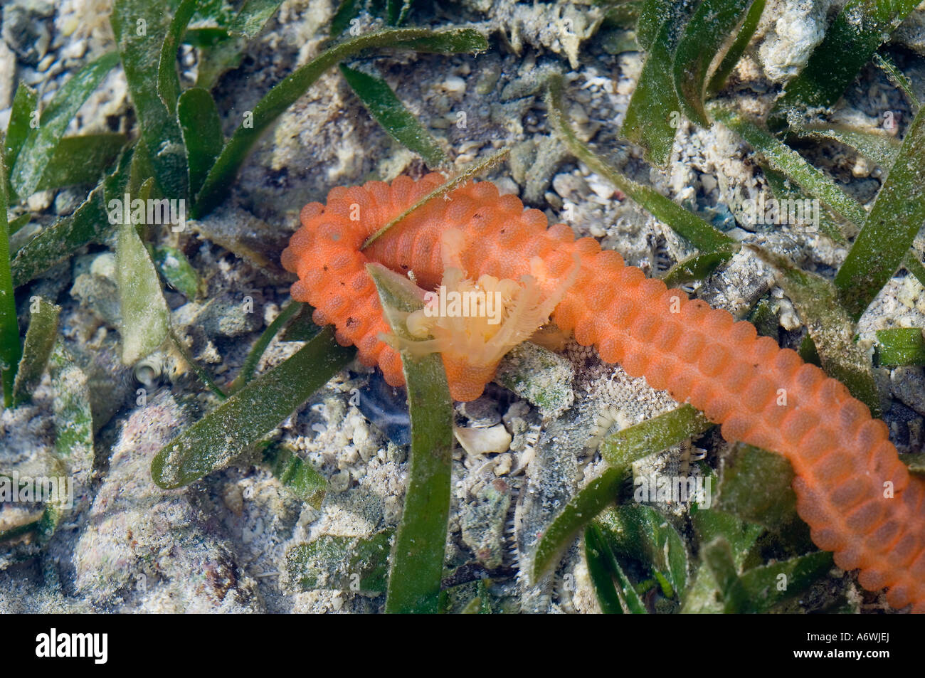 sea worm between seaweeds Stock Photo - Alamy