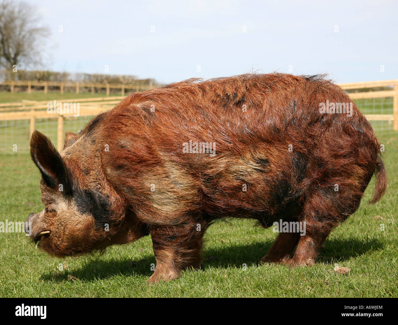 A brown female kune kune in a field Stock Photo - Alamy