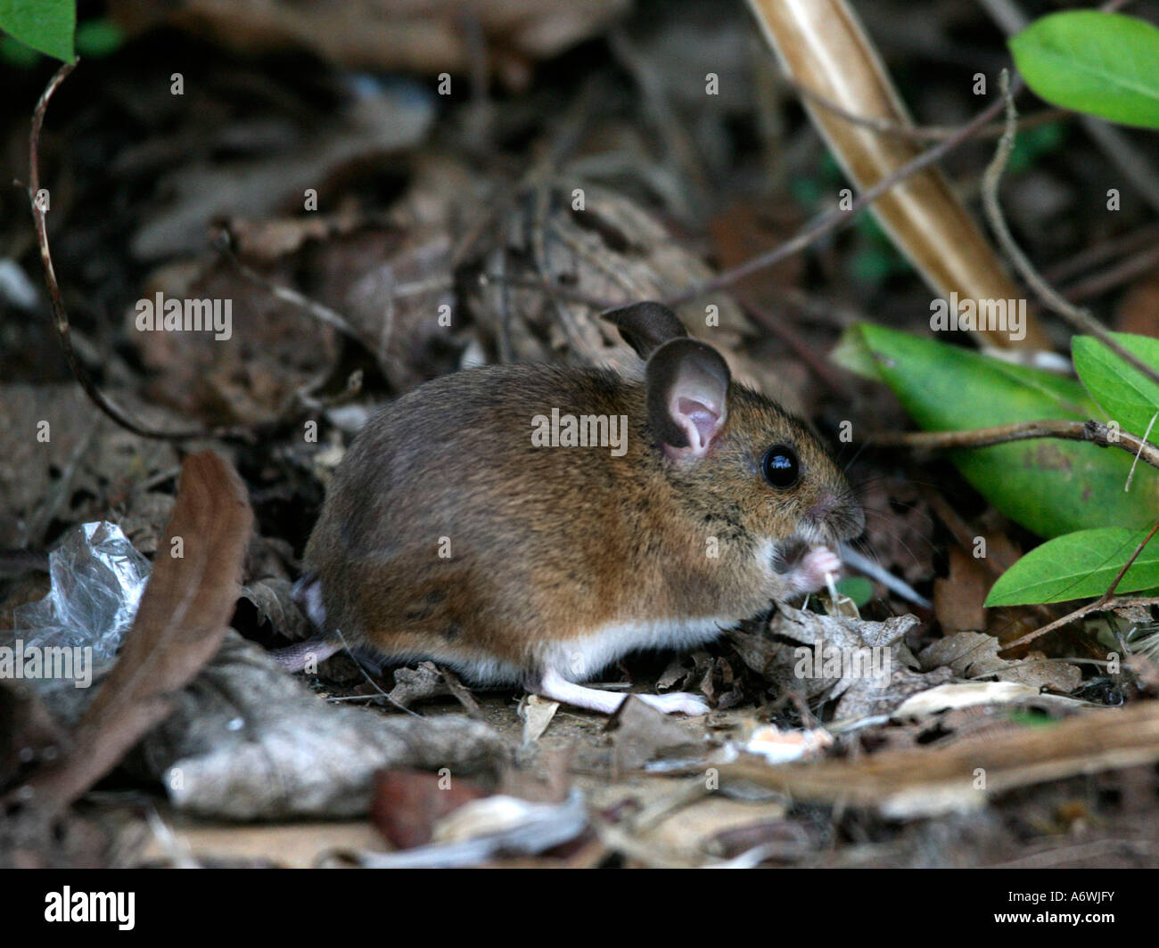 A small harvest mouse eating Stock Photo - Alamy