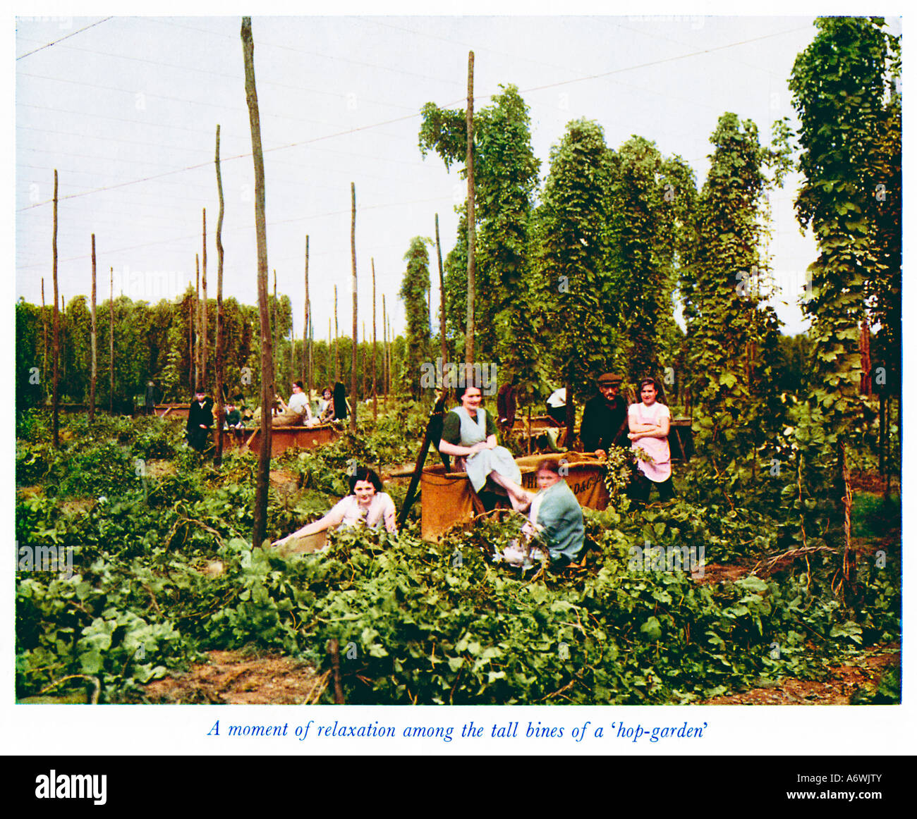 Hop picking kent High Resolution Stock Photography and Images - Alamy