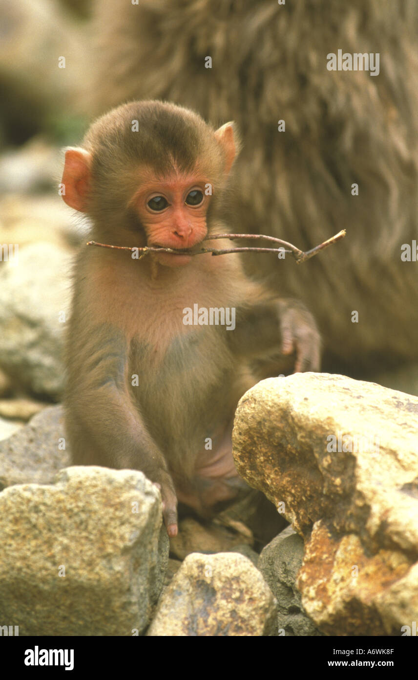 Snow Monkey Baby, Japanese Macaque, Jigokudani, Nagano, Japan Stock ...