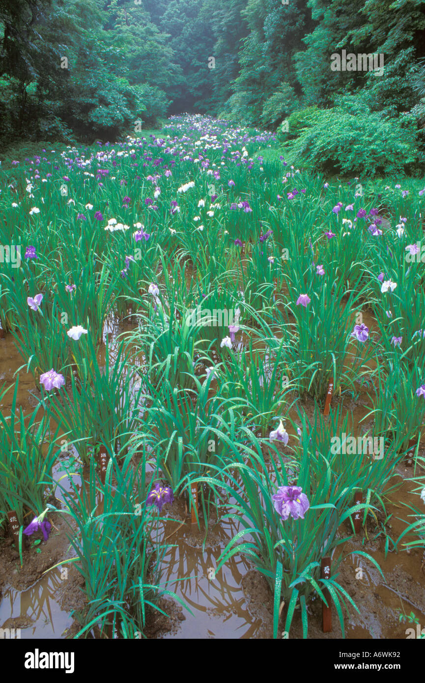 Meiji shrine tokyo iris hi-res stock photography and images - Alamy