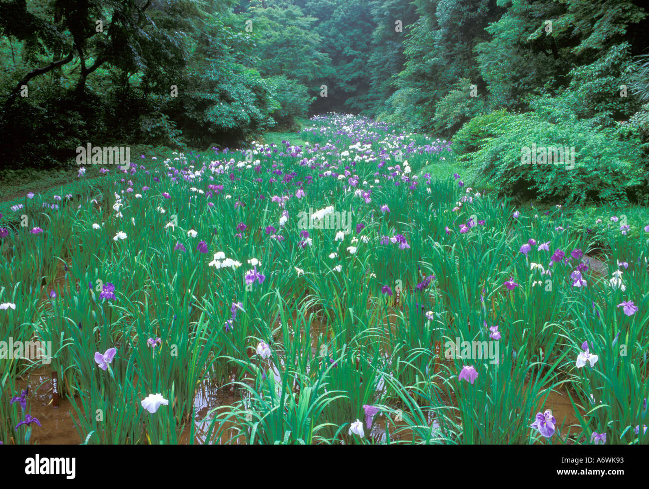 Hana Shobu (Japanese Water Iris), Meiji Shrine, Tokyo, Japan Stock ...