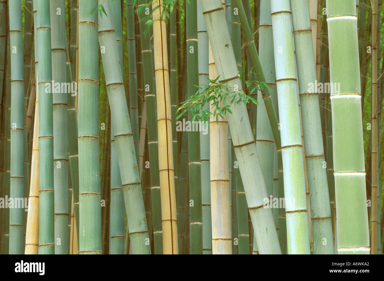 Bamboo Forest, Sagano, Kyoto, Japan Stock Photo - Alamy