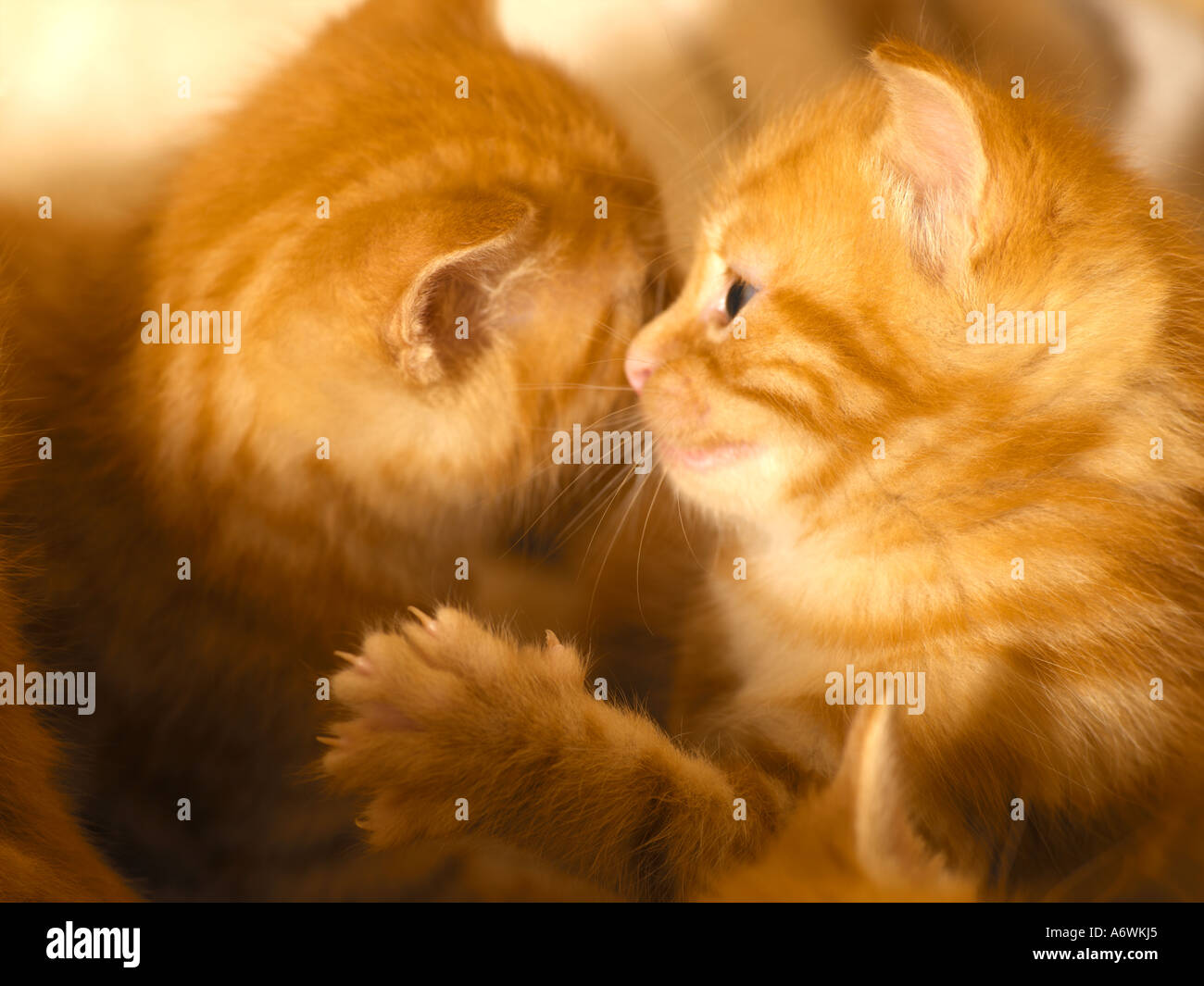 Two Ginger Kittens Stock Photo - Alamy