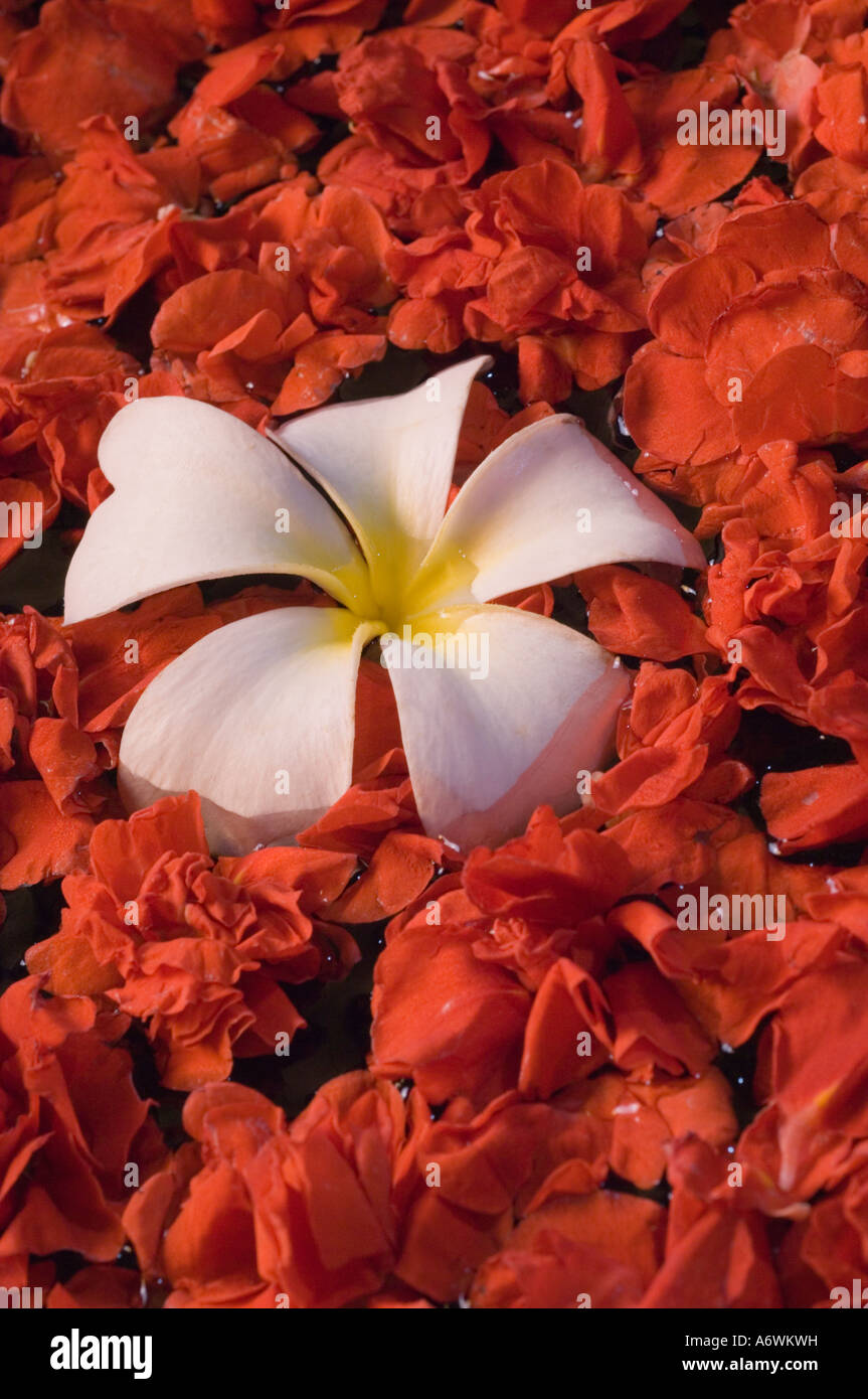 frangipani and rose petals floating in water Stock Photo - Alamy