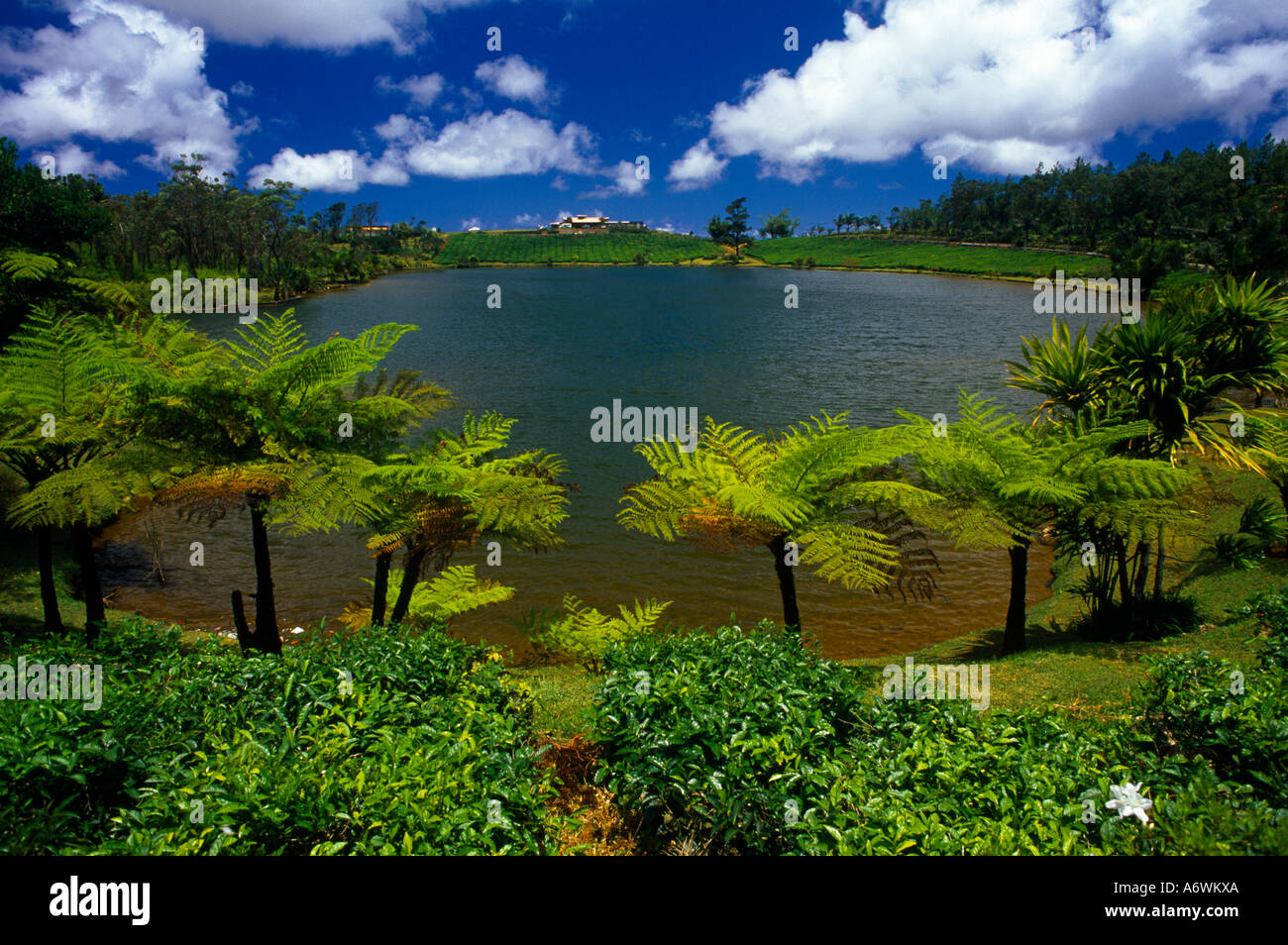 Mauritius island tea plantation hi-res stock photography and images - Alamy