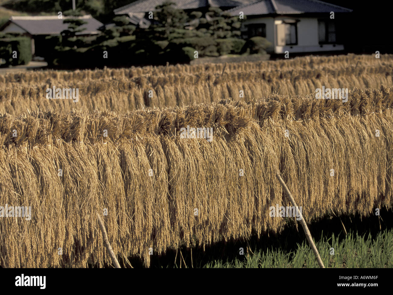 Asia, Japan, Kyushu, Nagasaki, Ken, Autumn rice drying; Kinkai, cho ...