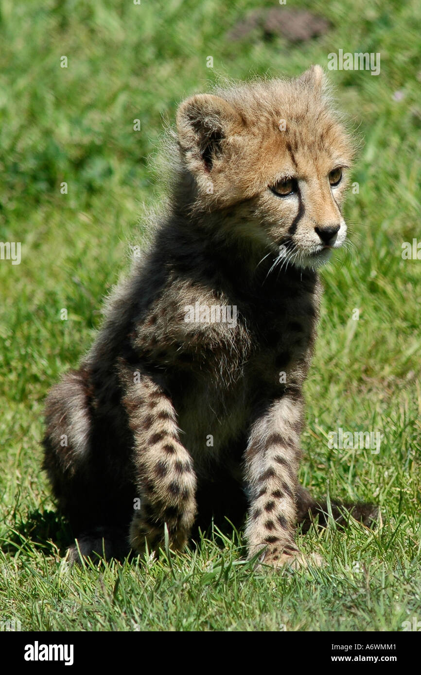 Young Cheetah cubs Stock Photo - Alamy