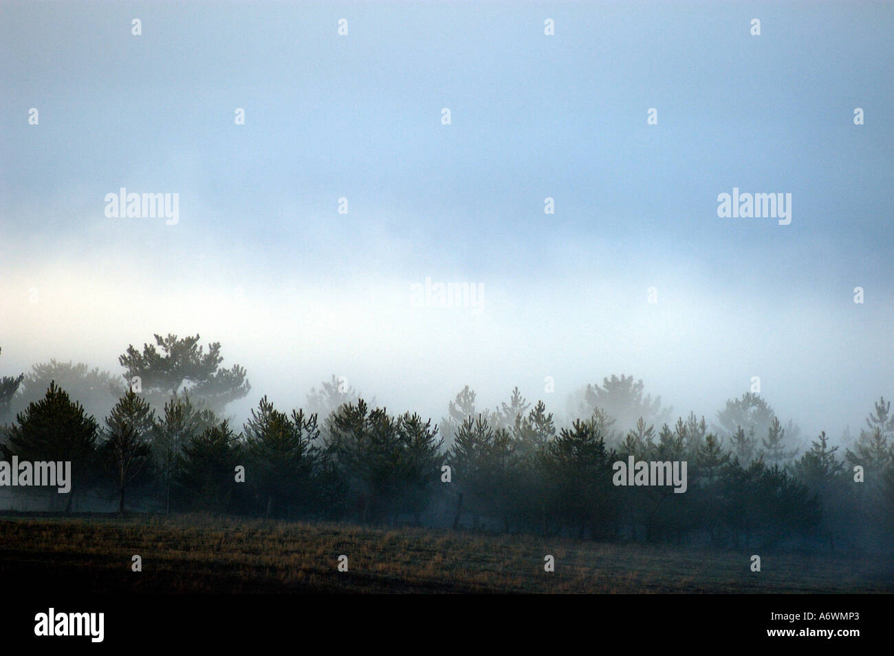 Fogy view of forest hi-res stock photography and images - Alamy