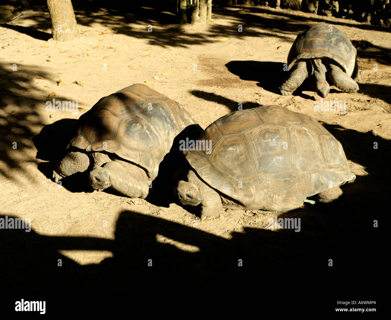 Chamarel Mauritius Giant Tortoises Stock Photo - Alamy