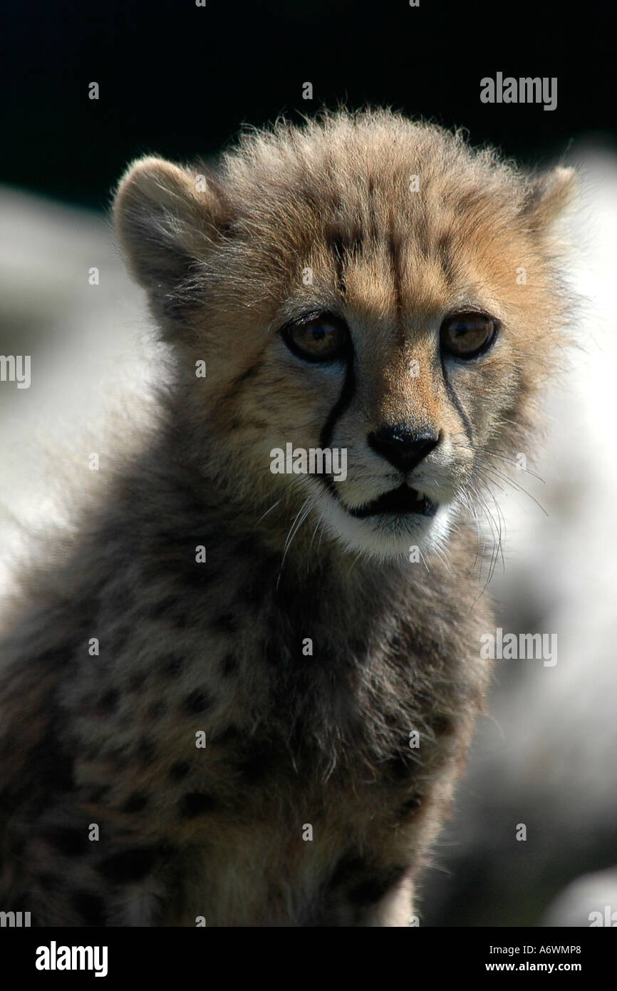 Young Cheetah cub Stock Photo - Alamy
