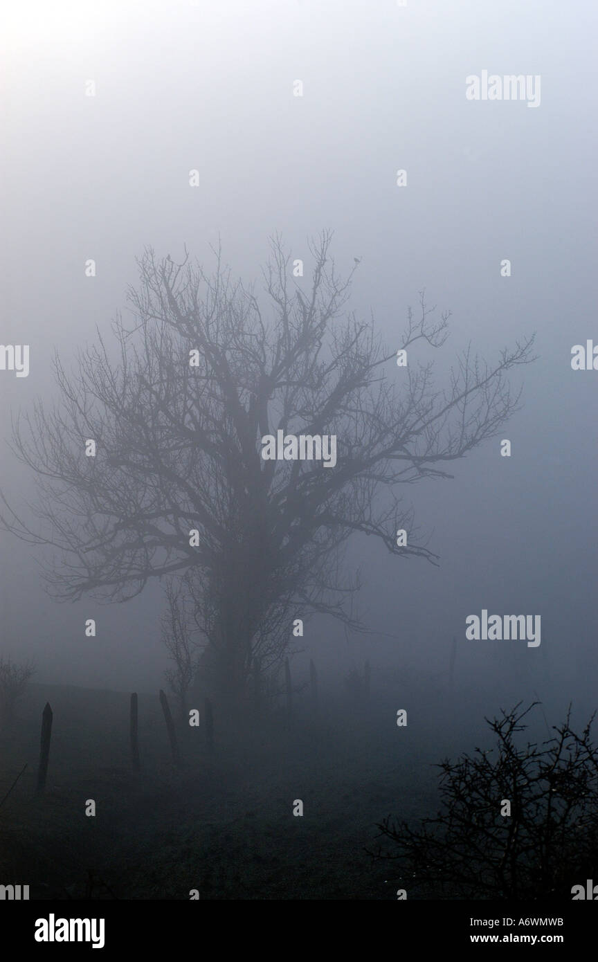 Fogy view of forest hi-res stock photography and images - Alamy