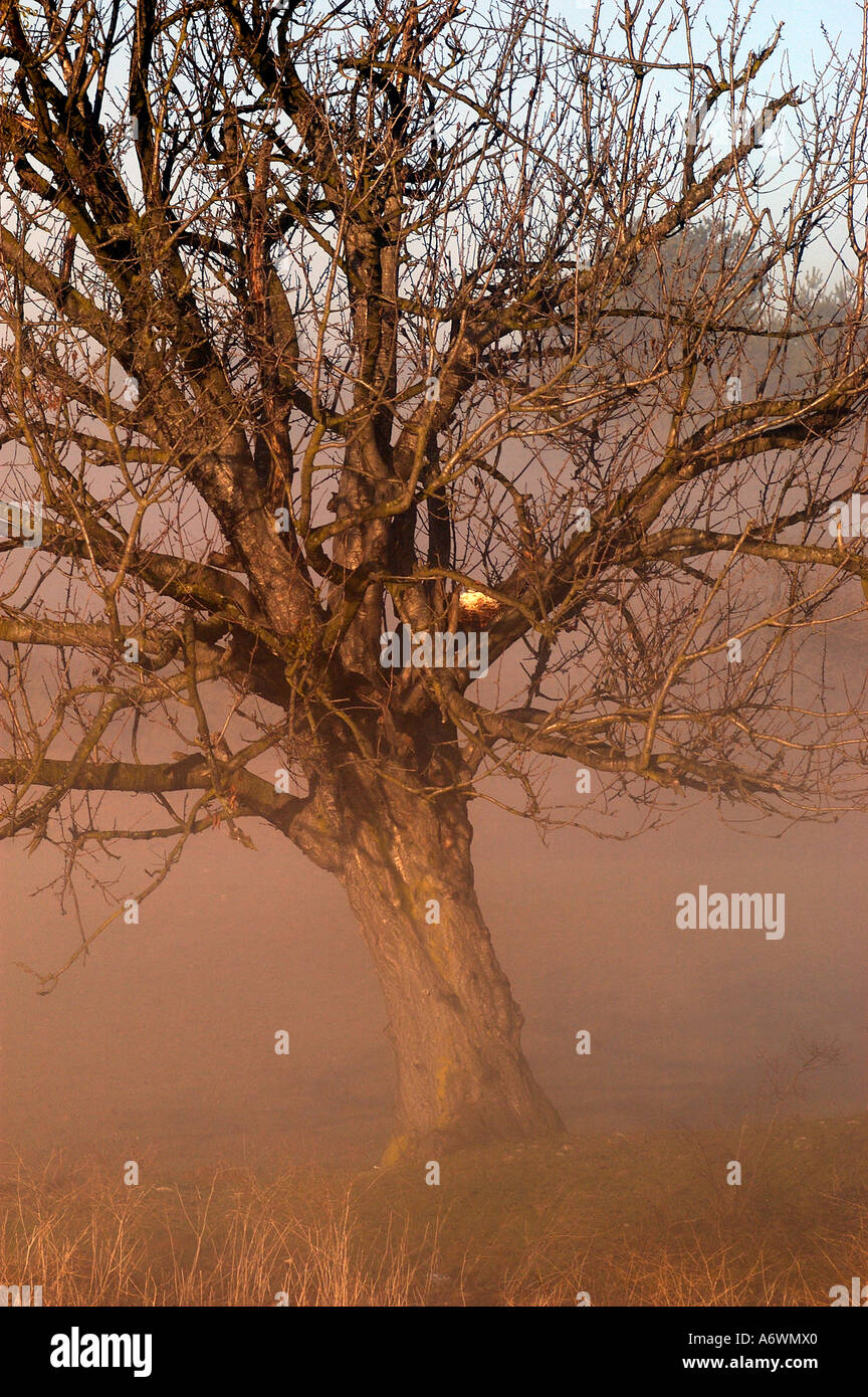 Fogy view of forest hi-res stock photography and images - Alamy